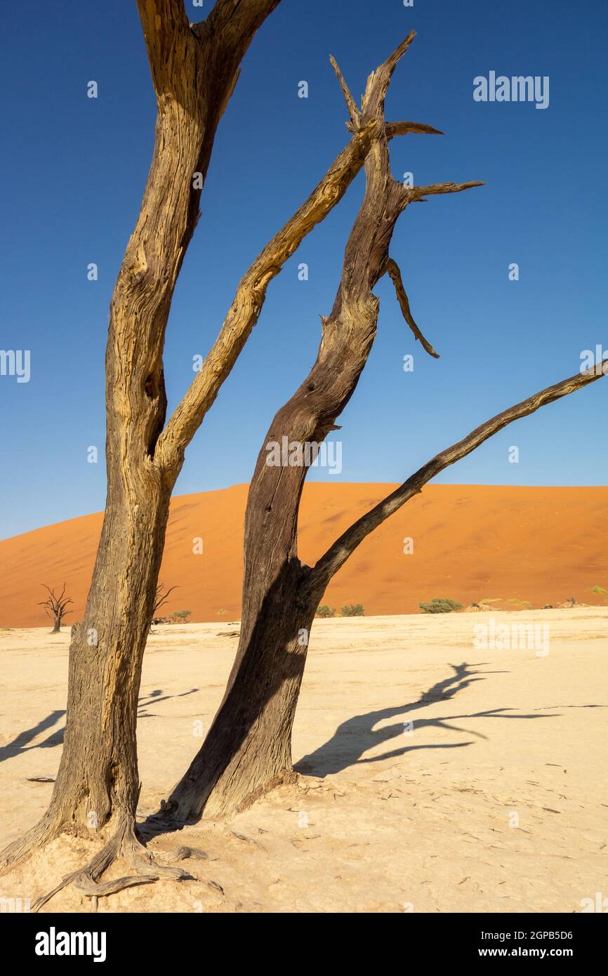 Dried out camel thorn trees (Vachellia enrioloba) in Deadvlei, Namibia ...
