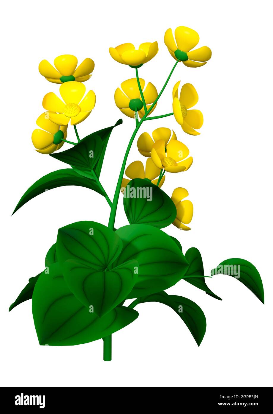 3D rendering of a blooming buttercup plant isolated on white background ...