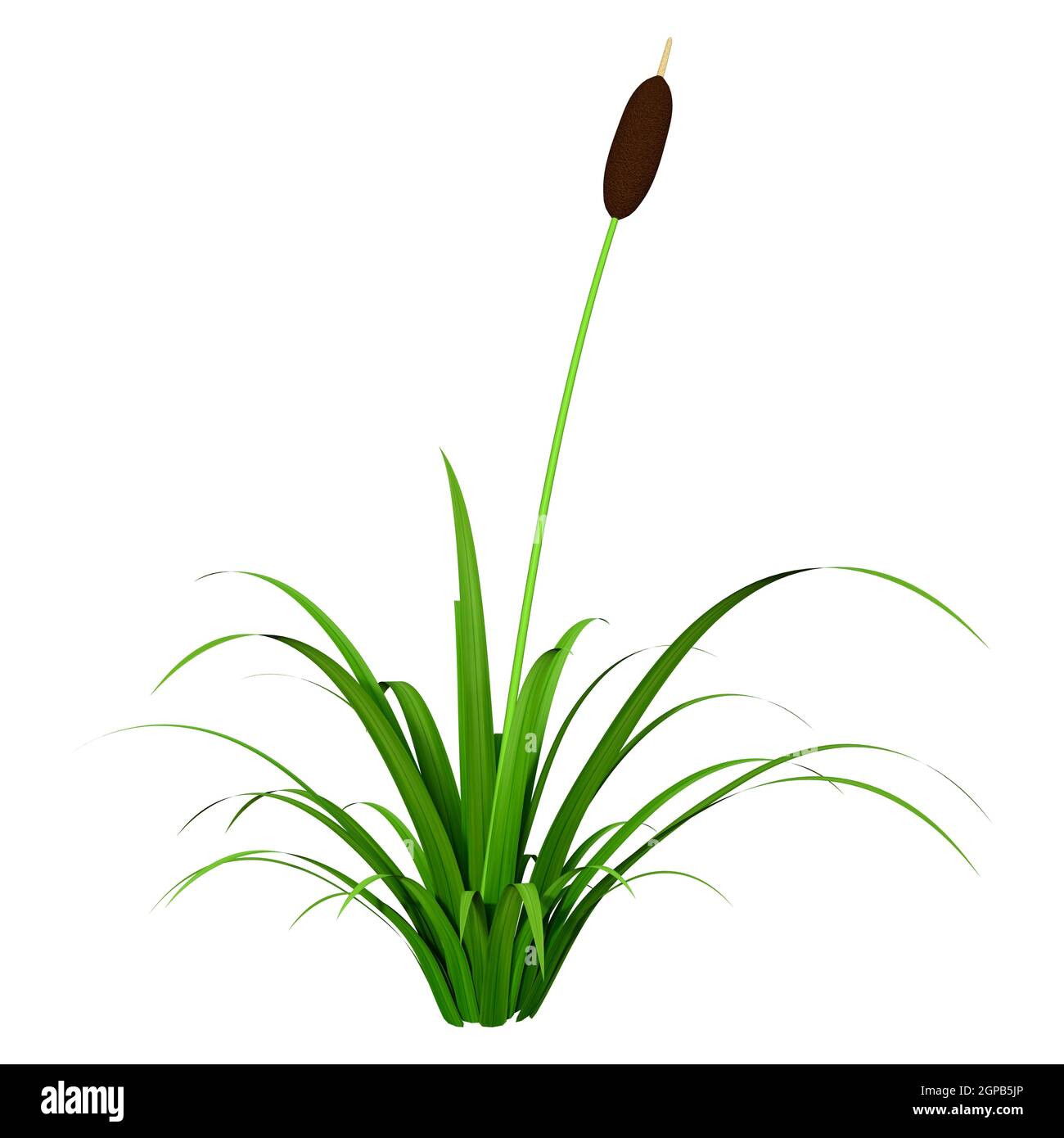 3D rendering of a reed plant isolated on white background Stock Photo ...