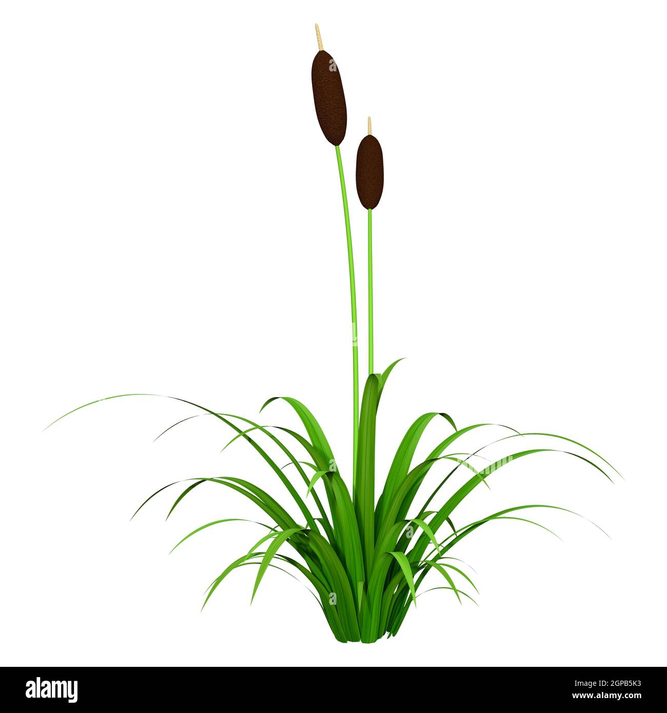 3D rendering of a reed plant isolated on white background Stock Photo ...