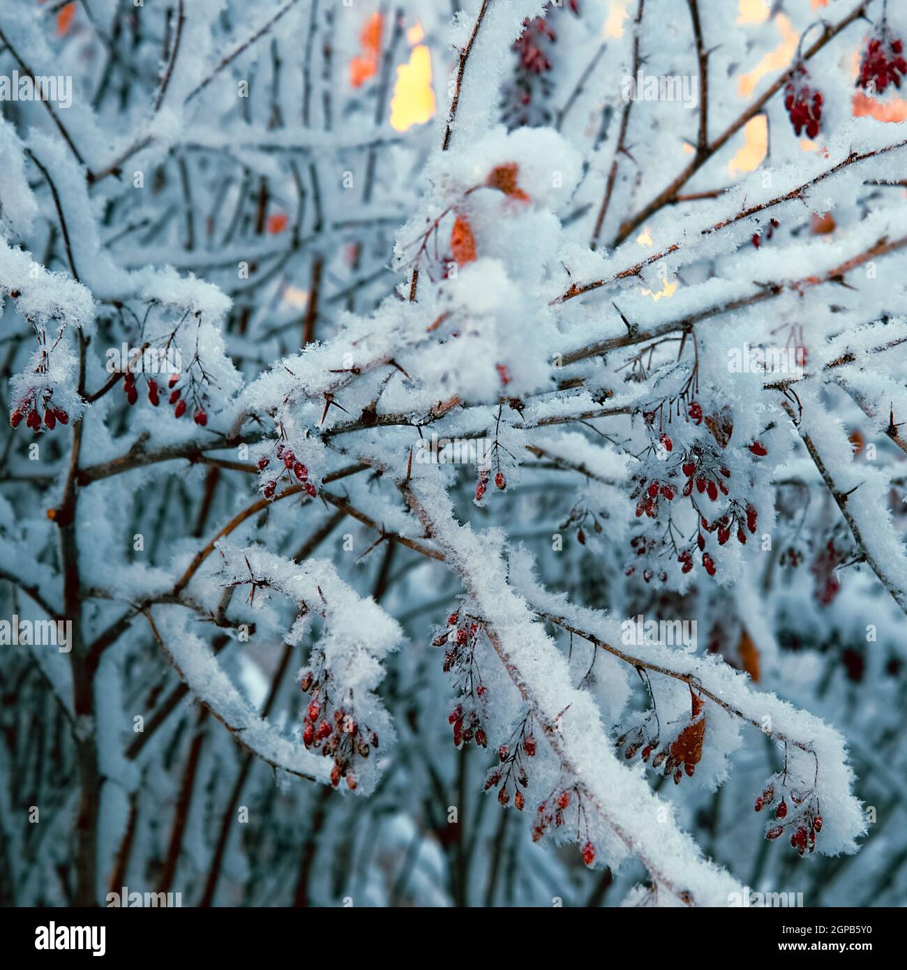 Snowy nature bushes red berries hi-res stock photography and images - Alamy