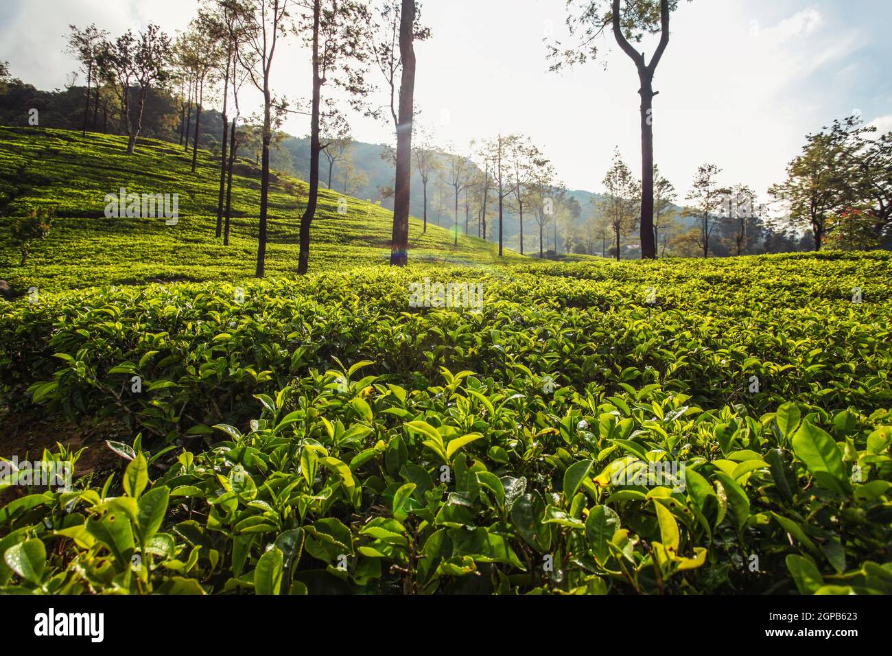 Morning sun lit tea gardens, fields of green leaves with some trees ...