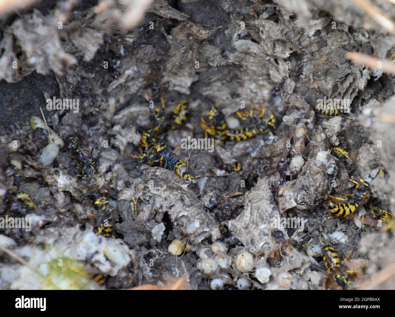 Vespula vulgaris. Destroyed hornet's nest. Drawn on the surface of a ...