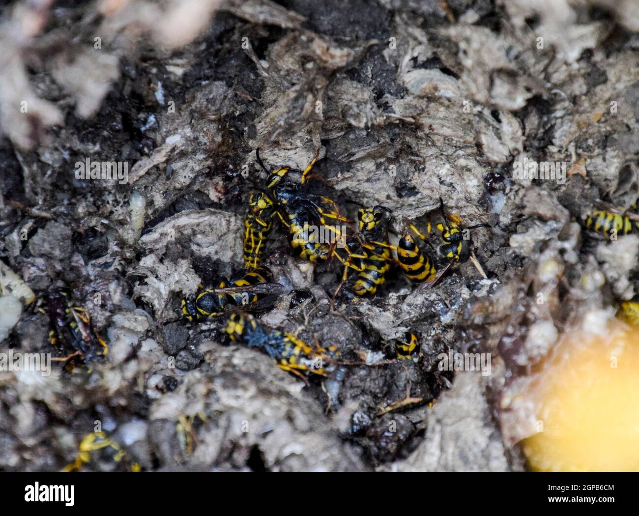 Vespula vulgaris. Destroyed hornet's nest. Drawn on the surface of a ...