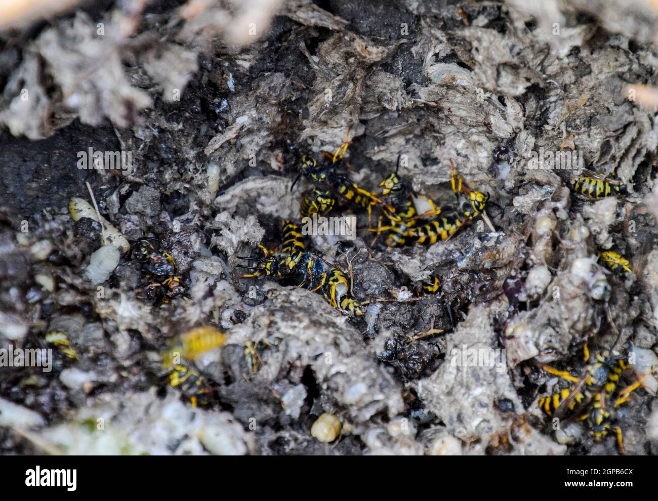 Vespula vulgaris. Destroyed hornet's nest. Drawn on the surface of a ...