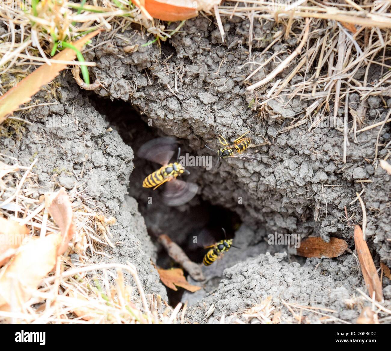 Vespula vulgaris. Wasps fly into their nest. Mink with an aspen nest ...