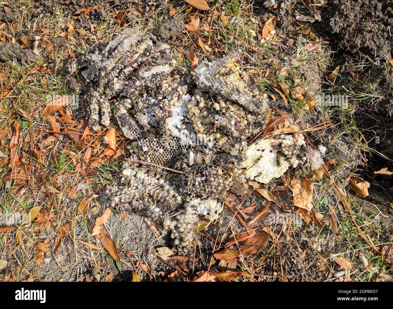 Vespula vulgaris. Destroyed hornet's nest. Drawn on the surface of a ...