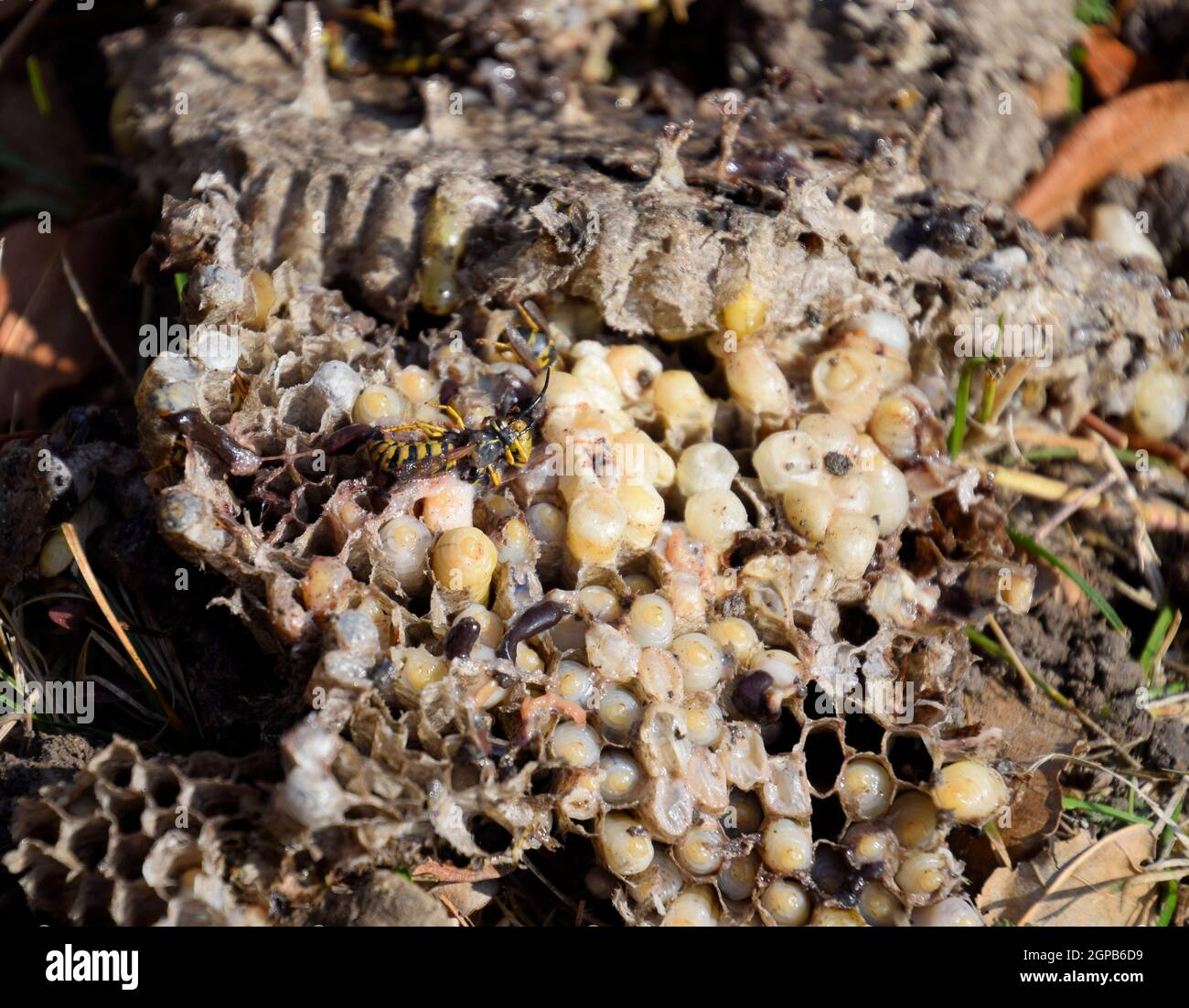 Vespula vulgaris. Destroyed hornet's nest. Drawn on the surface of a ...