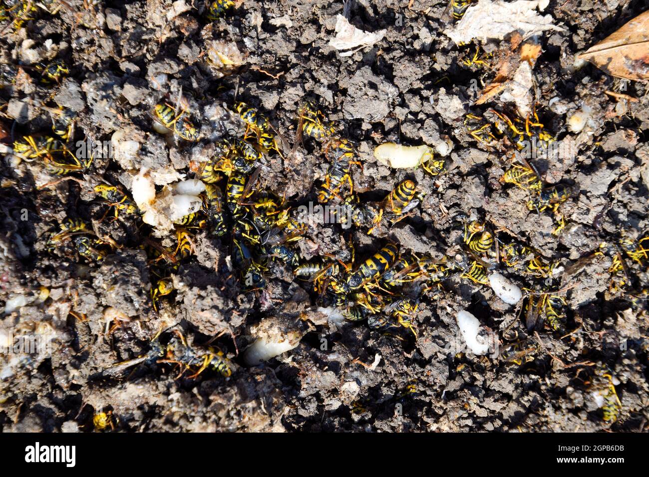 Vespula vulgaris. Destroyed hornet's nest. Drawn on the surface of a ...