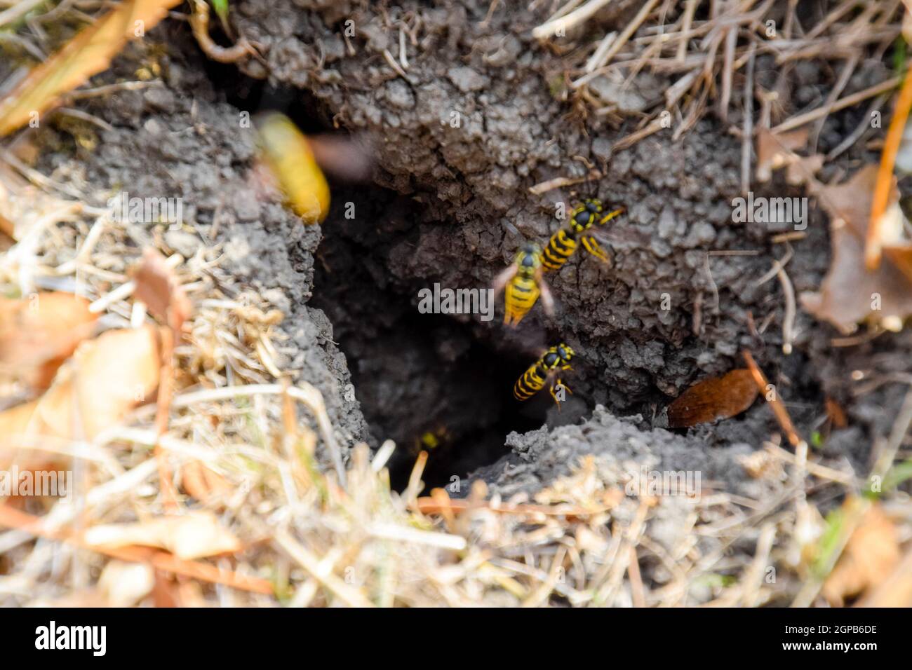 Vespula vulgaris. Wasps fly into their nest. Mink with an aspen nest ...