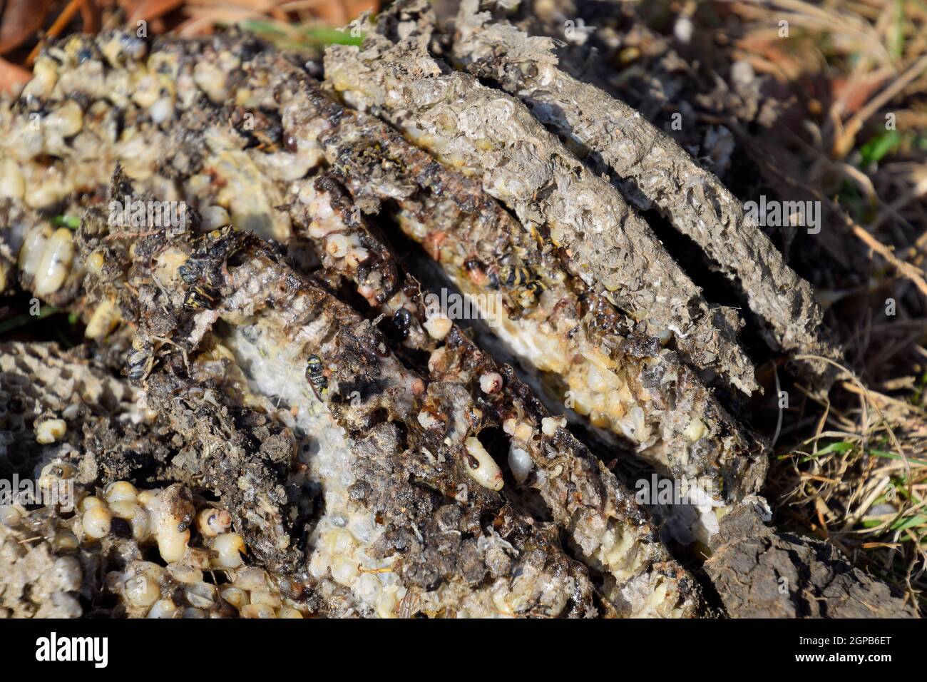 Vespula vulgaris. Destroyed hornet's nest. Drawn on the surface of a ...