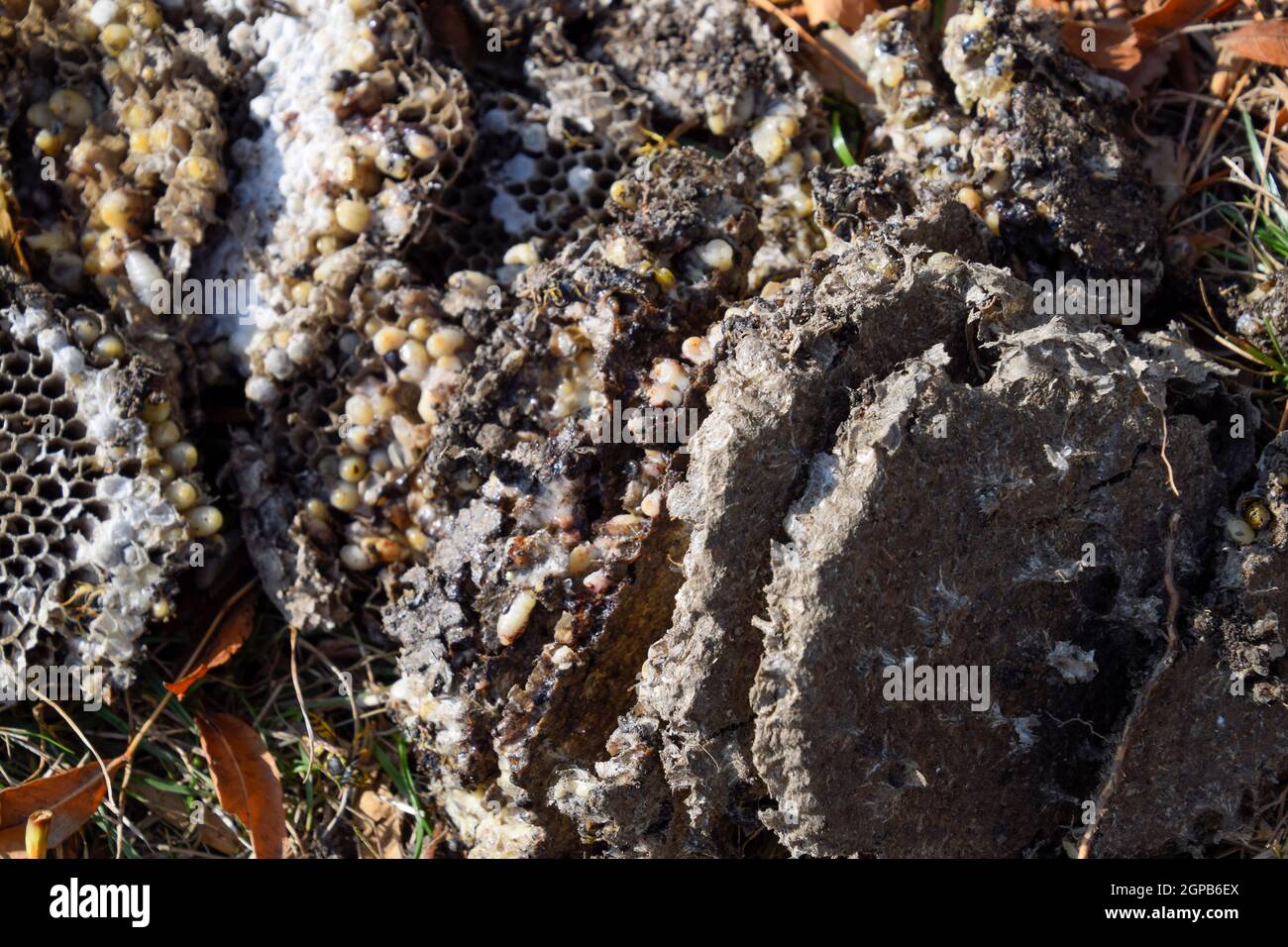 Vespula vulgaris. Destroyed hornet's nest. Drawn on the surface of a ...