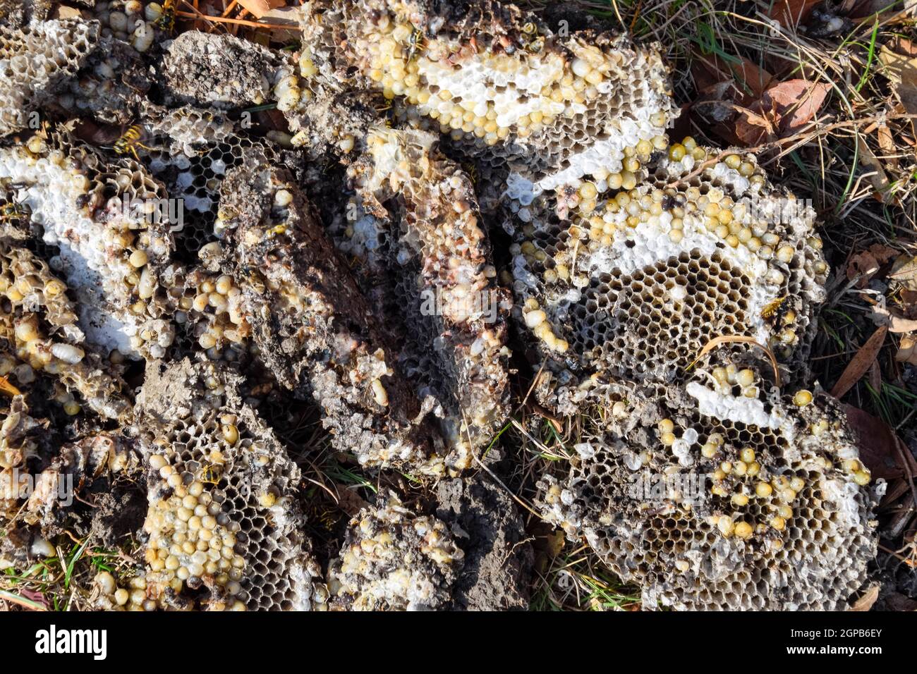 Vespula vulgaris. Destroyed hornet's nest. Drawn on the surface of a ...
