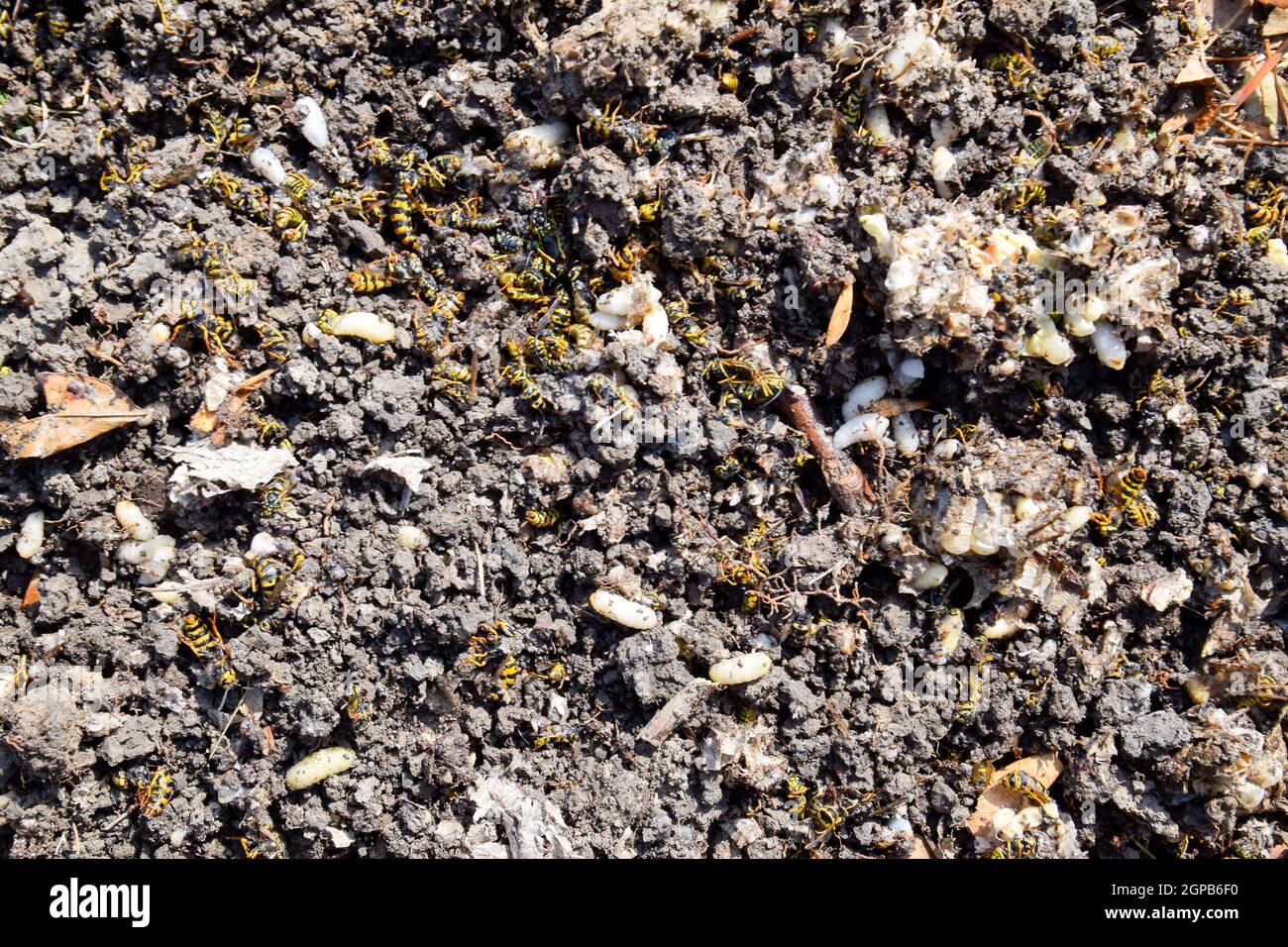 Vespula vulgaris. Destroyed hornet's nest. Drawn on the surface of a ...