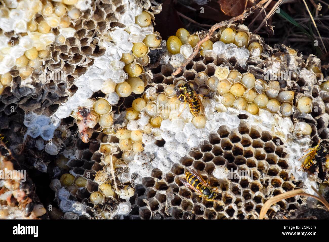 Vespula vulgaris. Destroyed hornet's nest. Drawn on the surface of a honeycomb hornet's nest ...