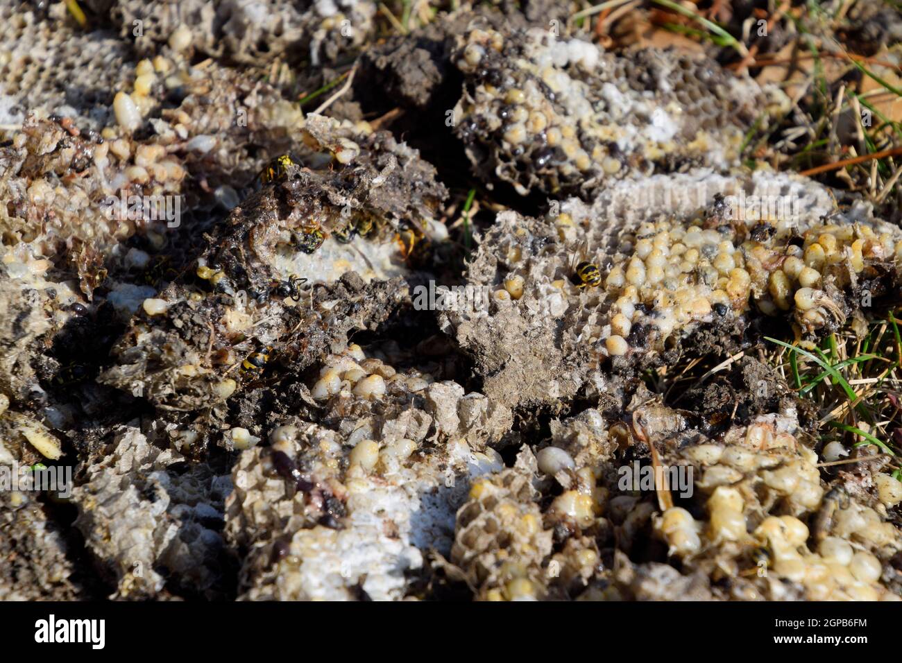 Vespula vulgaris. Destroyed hornet's nest. Drawn on the surface of a ...