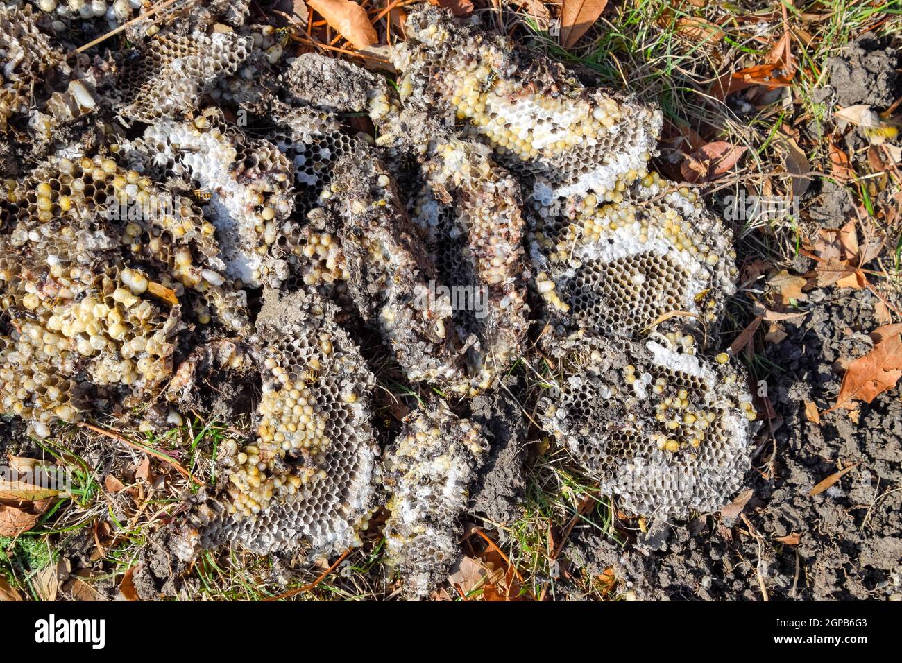 Vespula vulgaris. Destroyed hornet's nest. Drawn on the surface of a ...