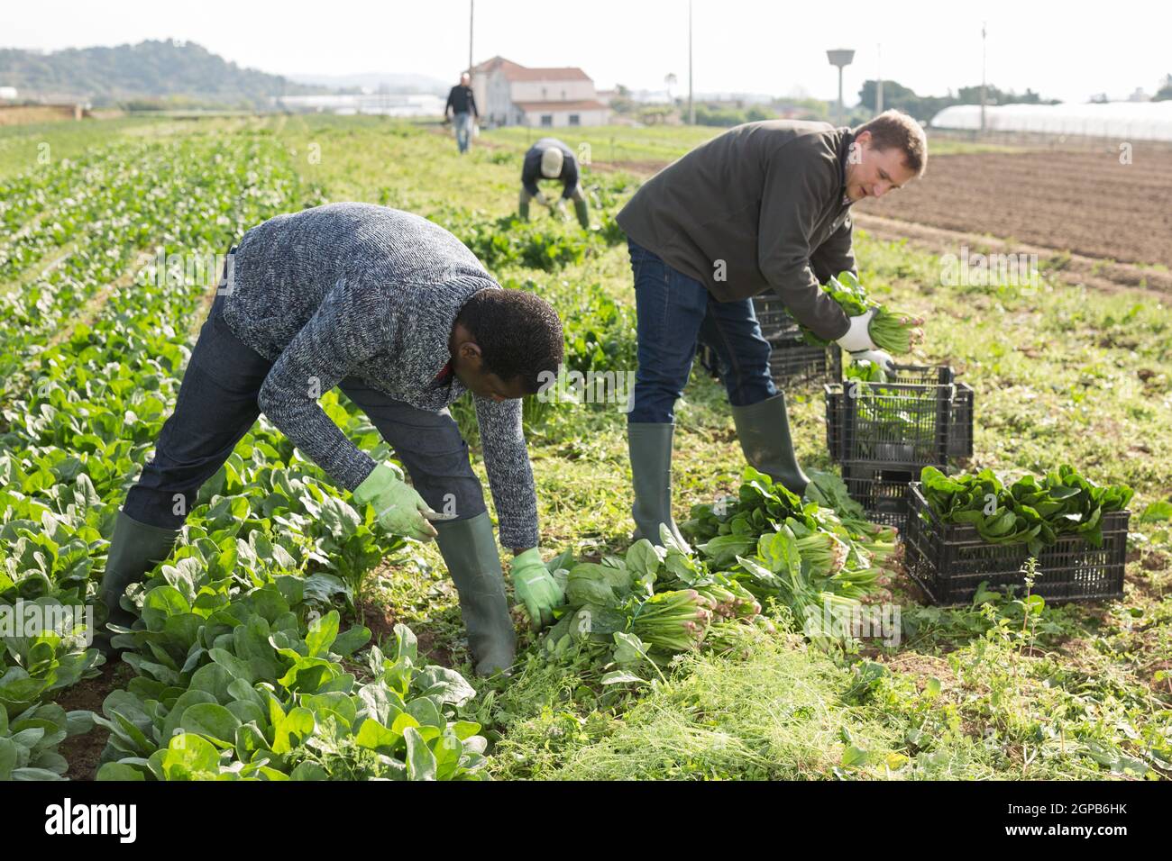 Workmen cutting spinach on farm field Stock Photo - Alamy