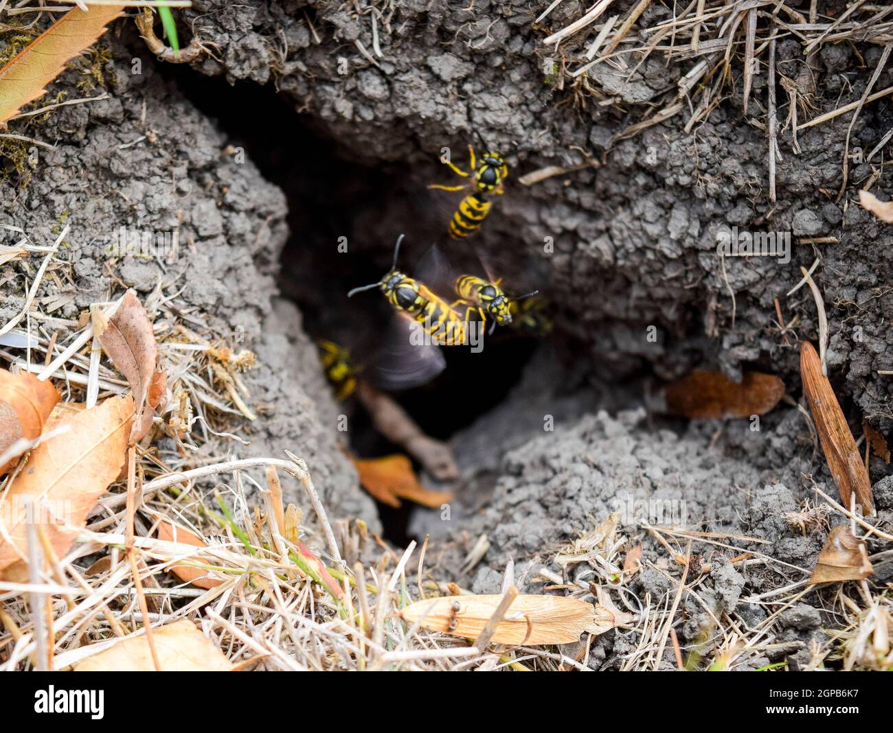 Vespula vulgaris. Wasps fly into their nest. Mink with an aspen nest ...