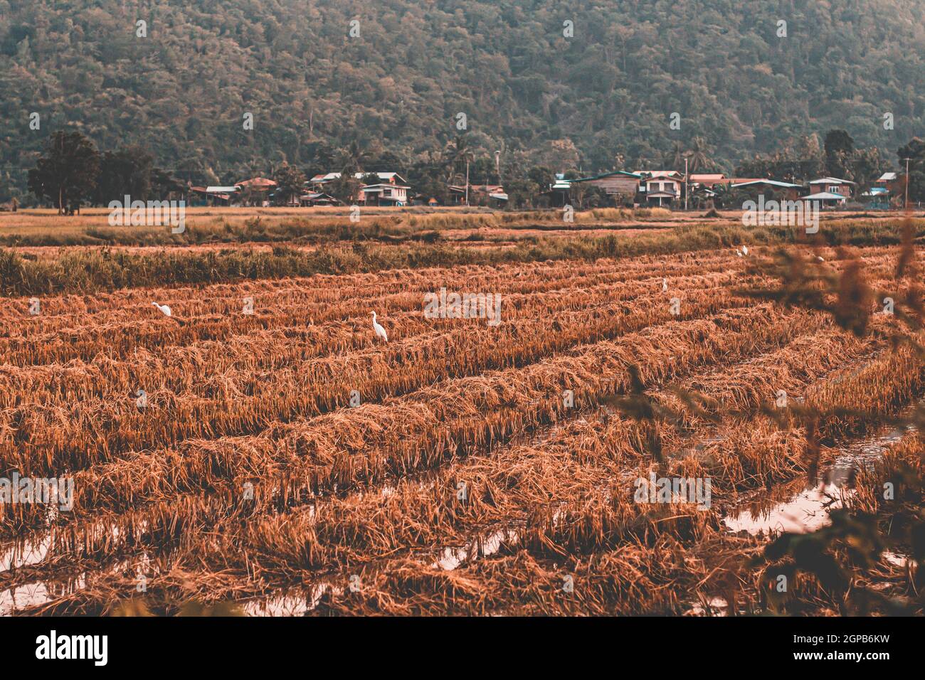 Row Rice Field Mountain Background with white bird. Mountain on ...