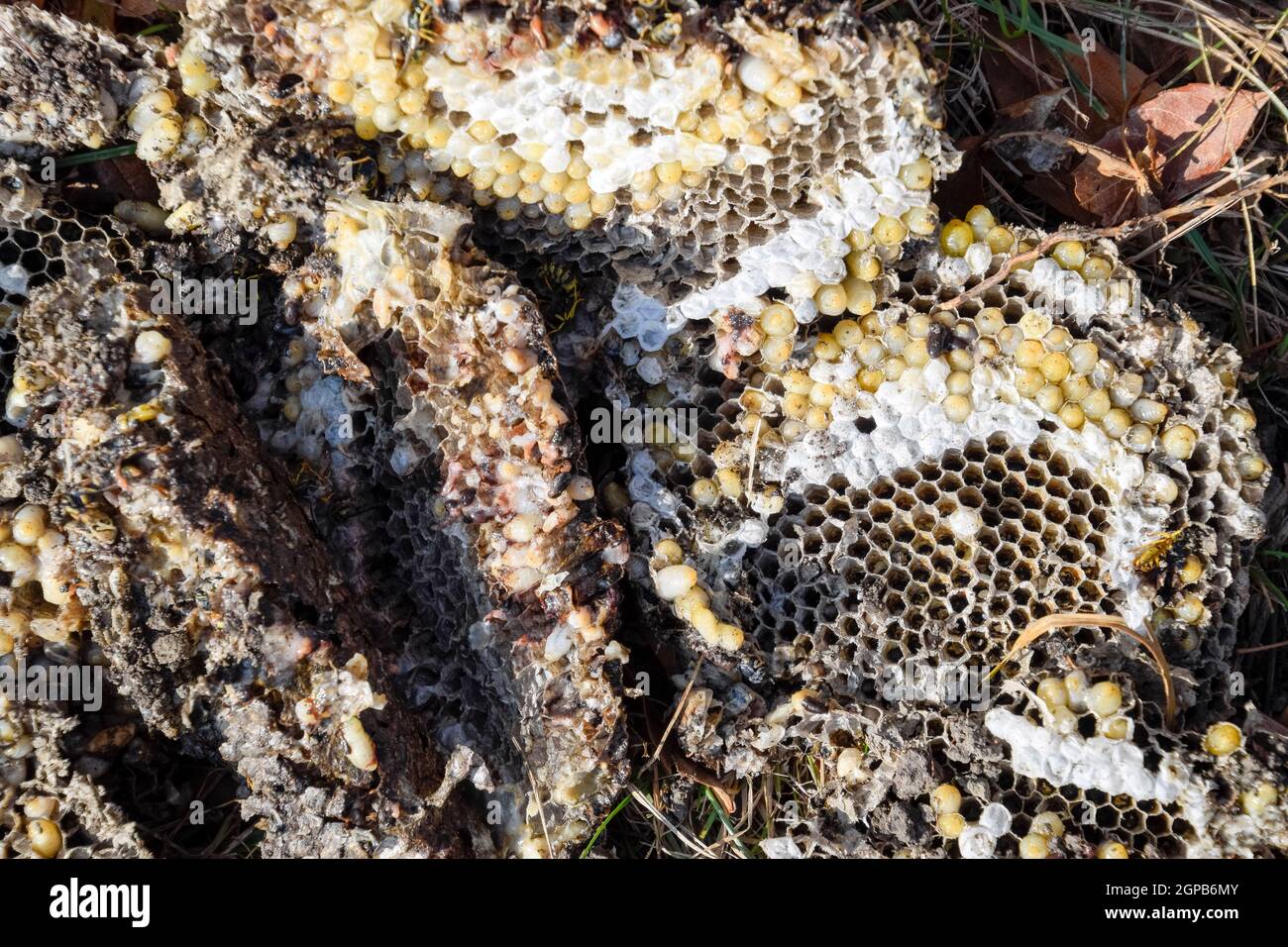 Vespula vulgaris. Destroyed hornet's nest. Drawn on the surface of a ...