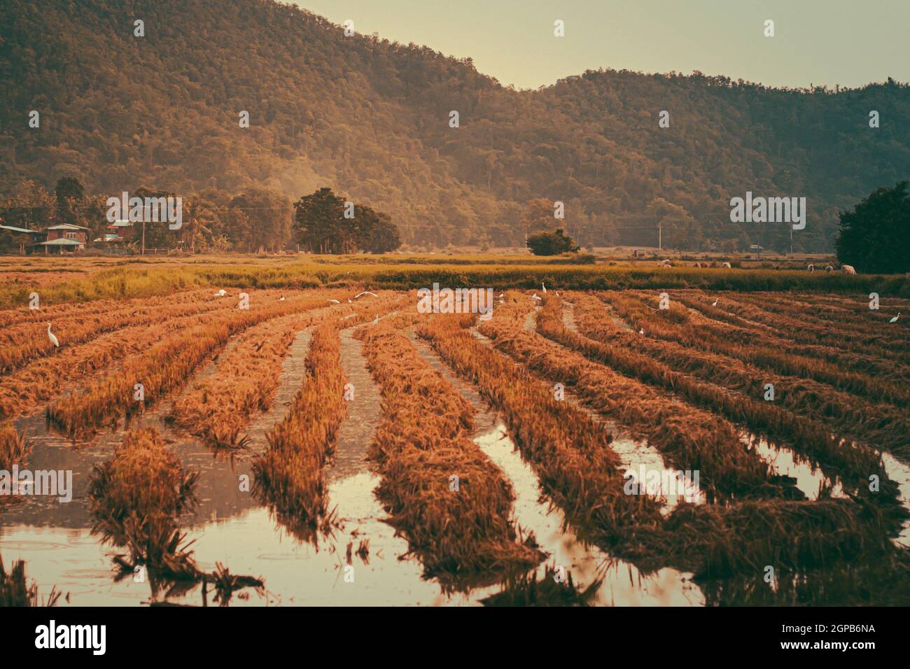 Row Rice Field Mountain Background with white bird. Mountain on ...
