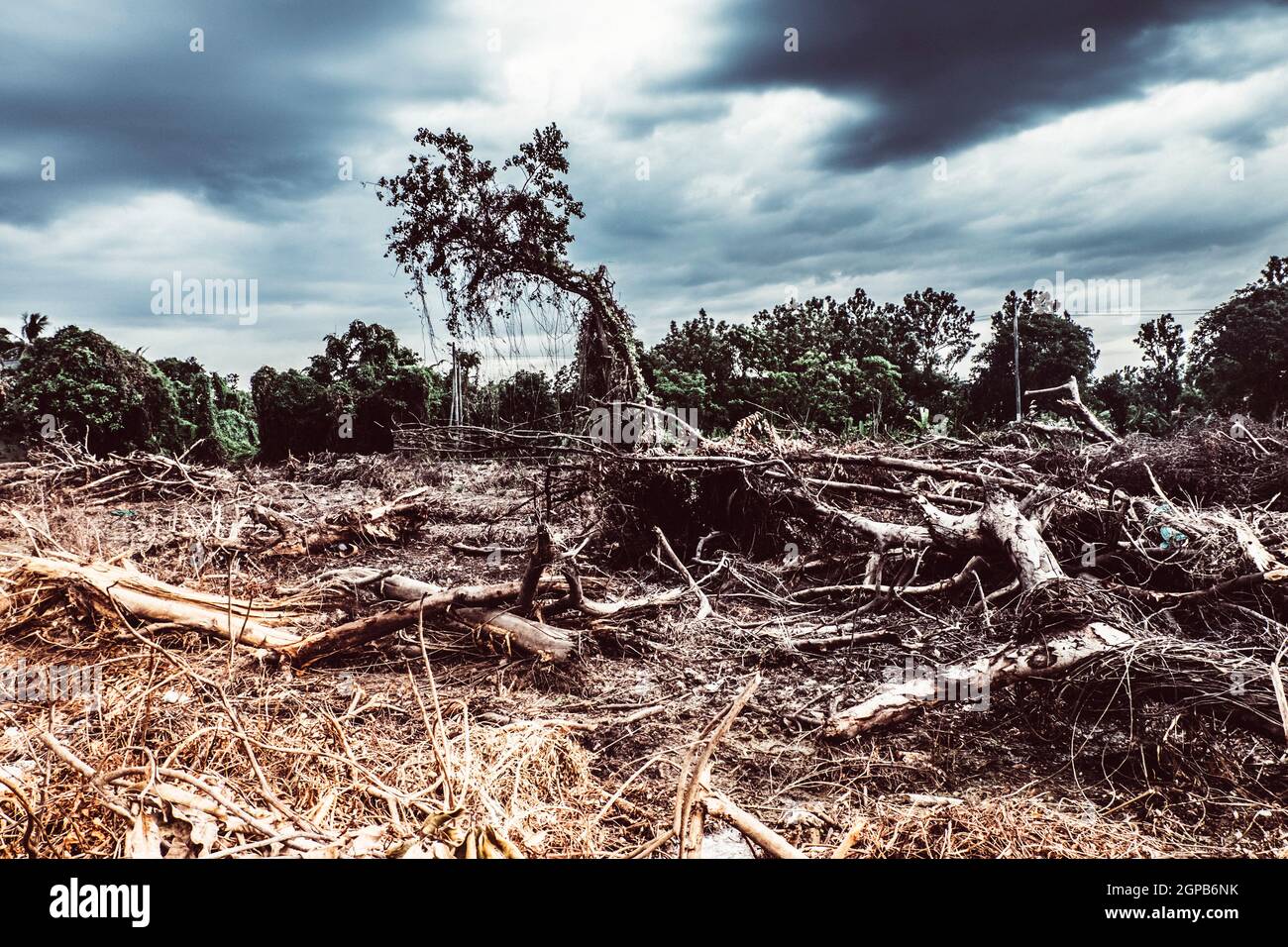 Deforestation environmental damage - tropical rain forest destroyed to ...