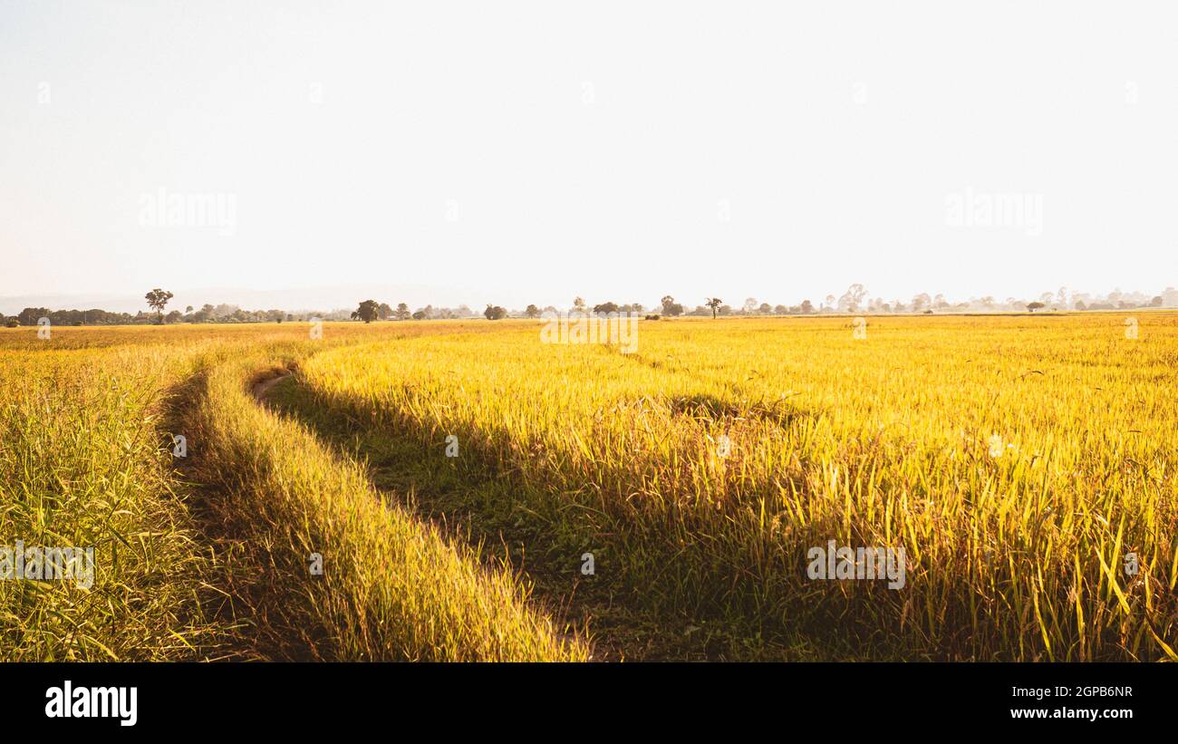 golden rice field ready for harvest. harvest agriculture planting ...