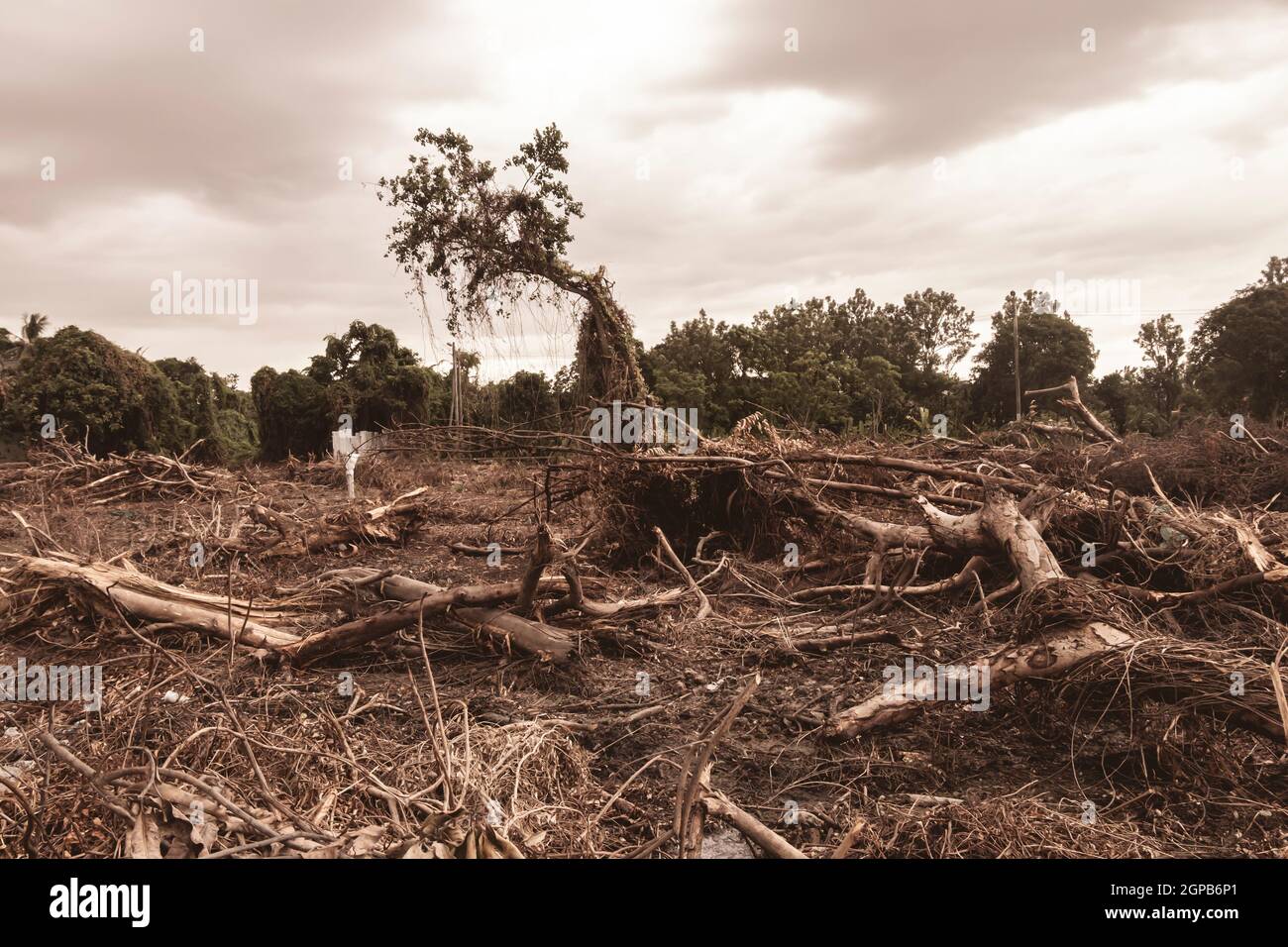 Deforestation environmental damage - tropical rain forest destroyed to ...