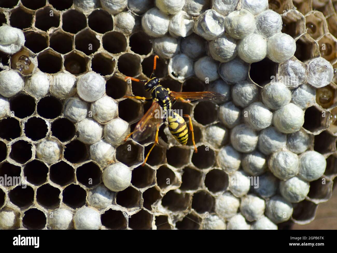 Wasp nest with wasps sitting on it. Wasps polist. The nest of a family ...