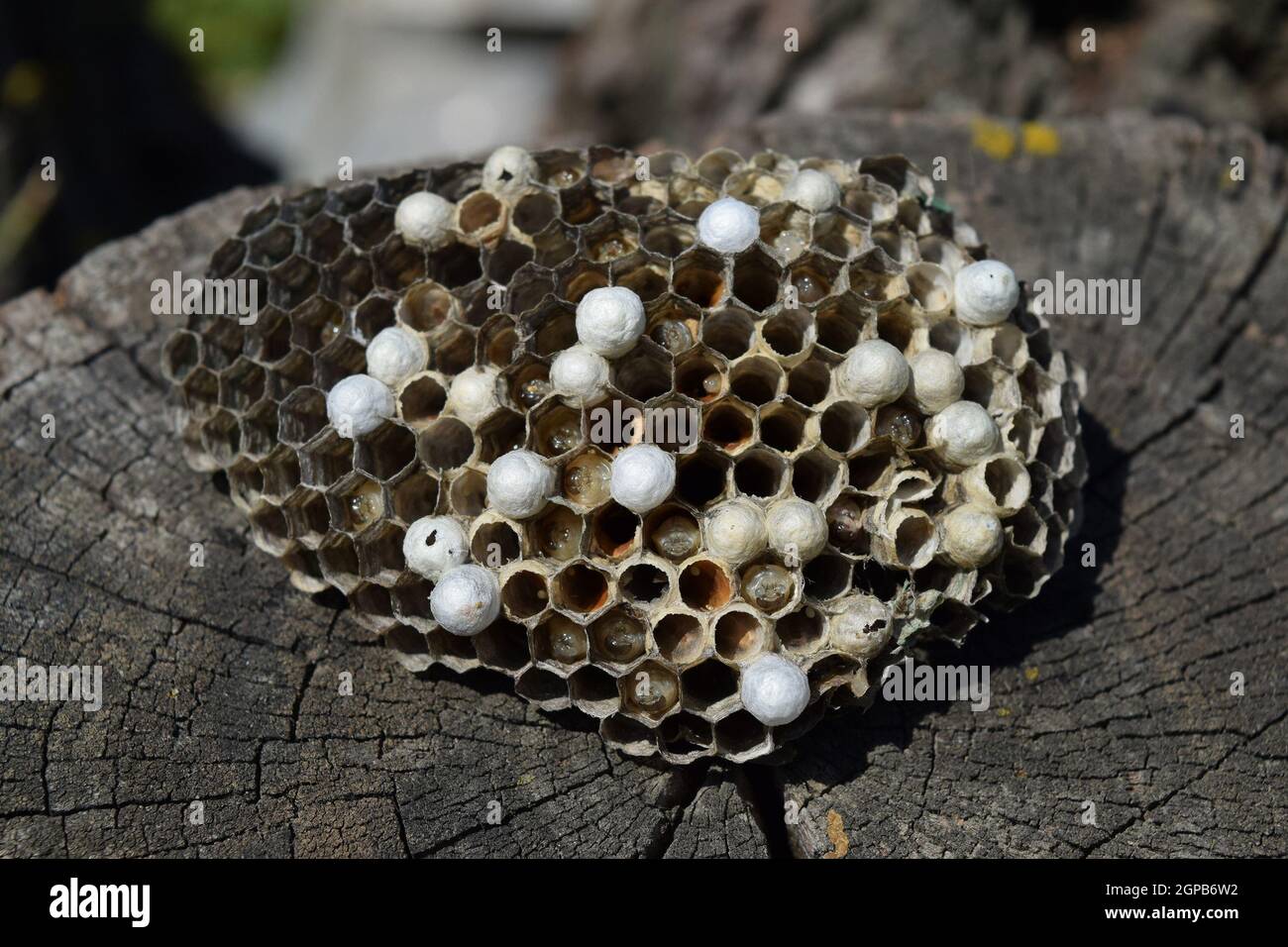 Wasp nest lying on a tree stump. Wasps polist. The nest of a family of ...