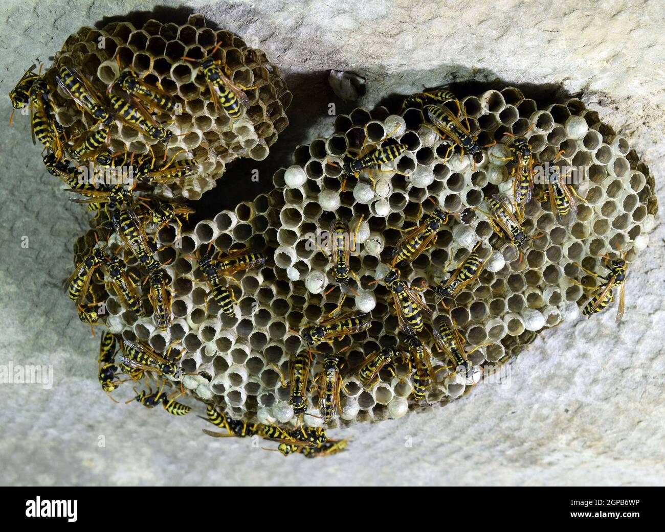 Wasp nest with wasps sitting on it. Wasps polist. The nest of a family ...