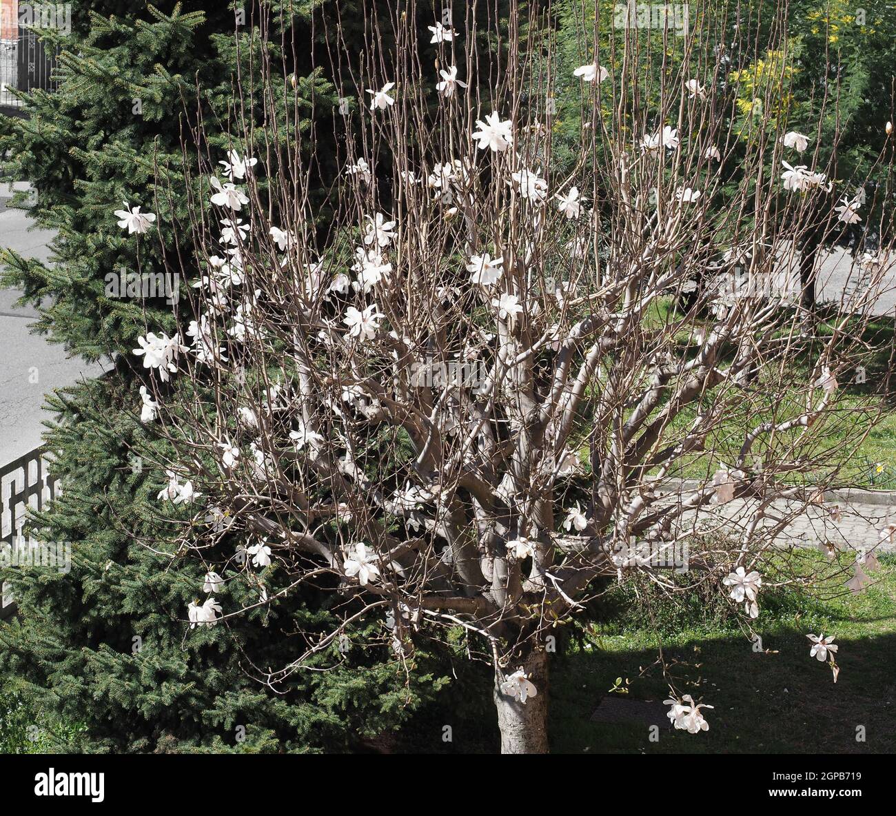 Sweetbay magnolia tree hi-res stock photography and images - Alamy