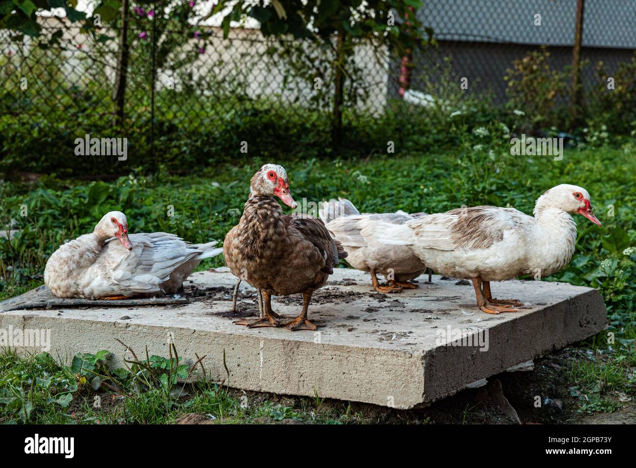 The domestic Muscovy duck, Cairina moschata domestica, in brown and ...