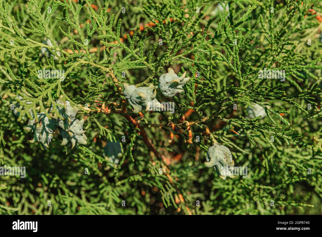 Incense cedar tree hi-res stock photography and images - Alamy