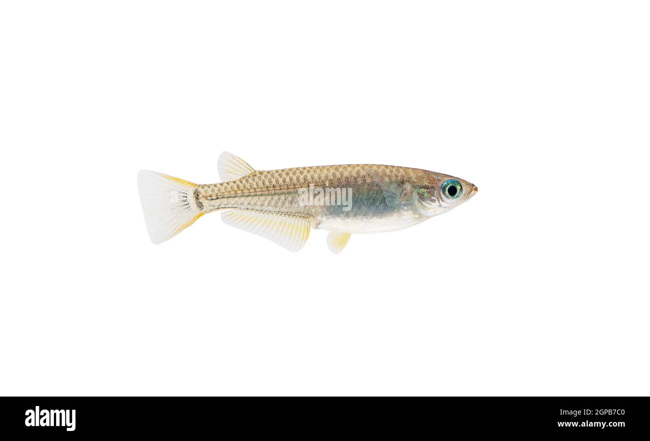 Japanese killifish on white background. Clipped image Stock Photo - Alamy