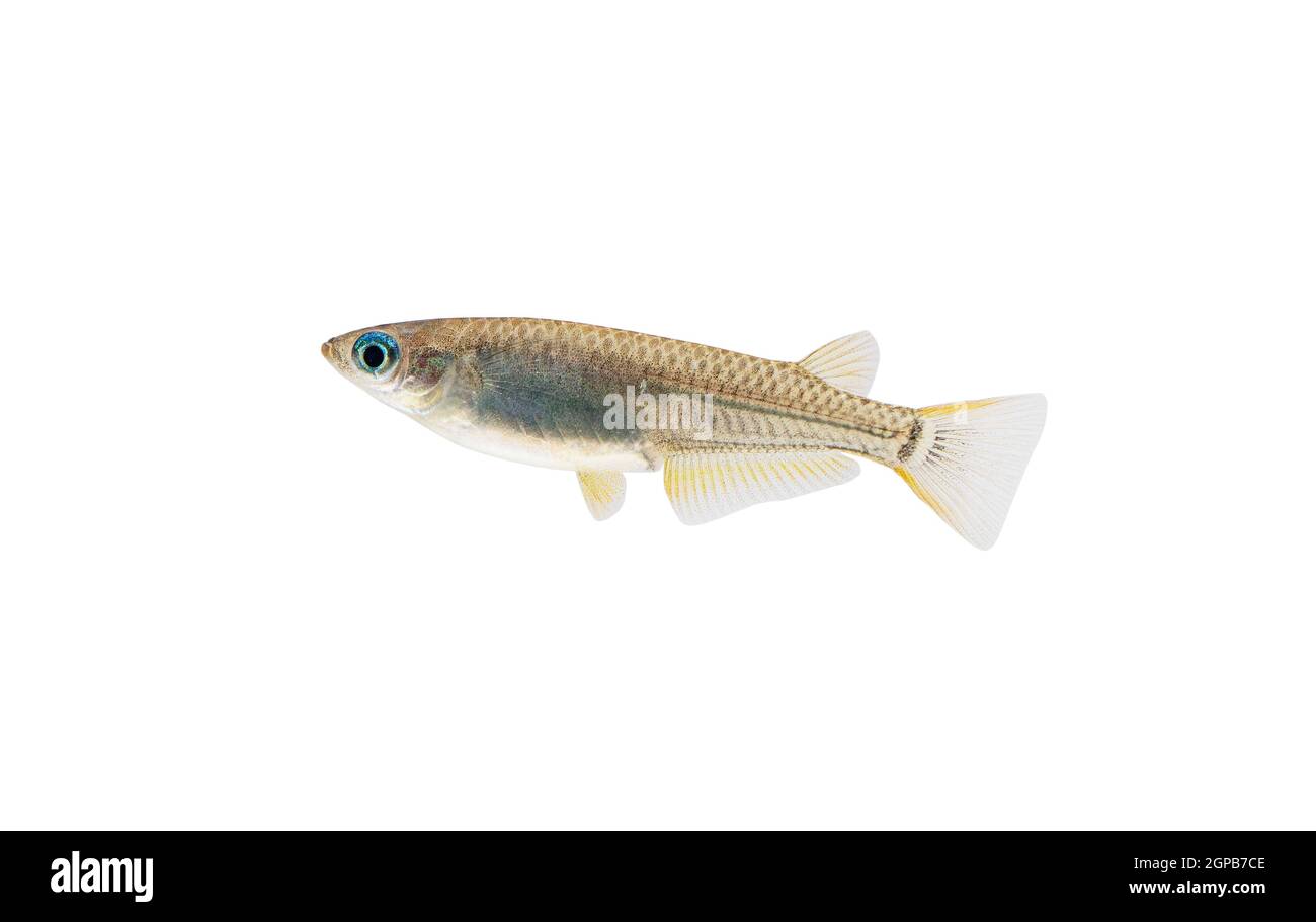 Japanese killifish on white background. Clipped image Stock Photo - Alamy