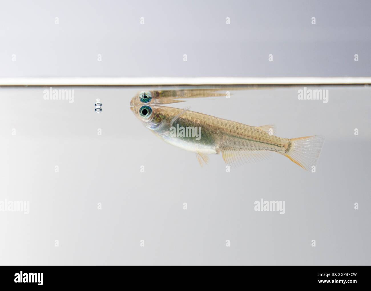 Japanese killifish swimming in a tank with a white background Stock ...