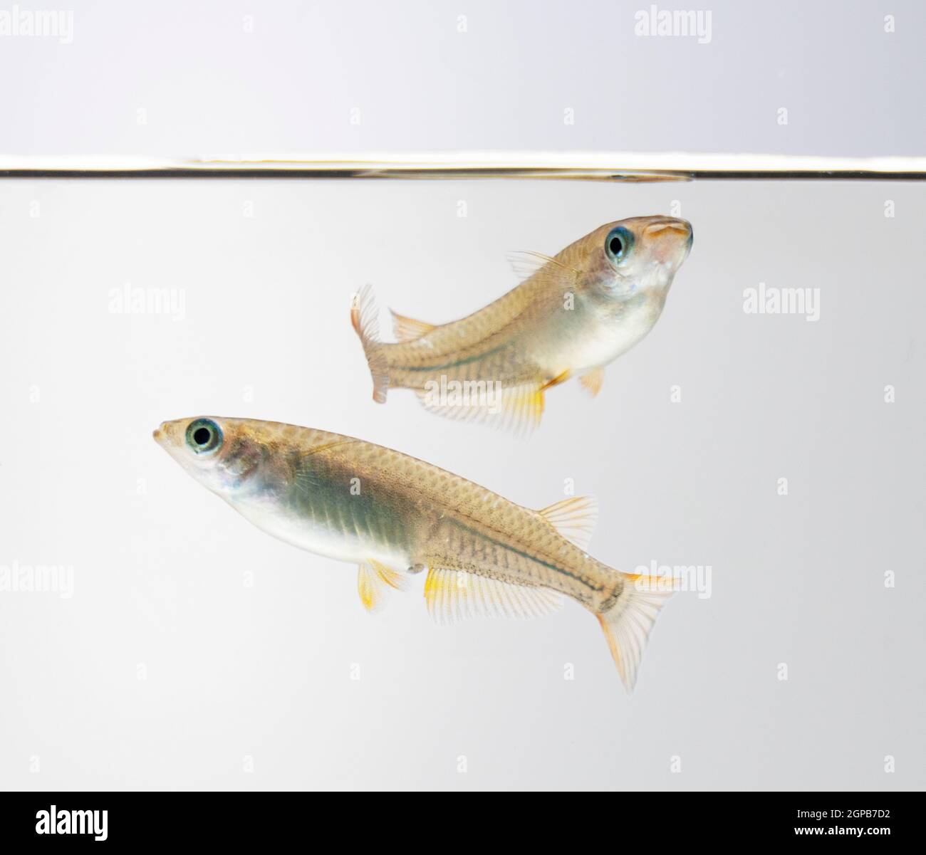 Japanese killifish swimming in a tank with a white background Stock ...