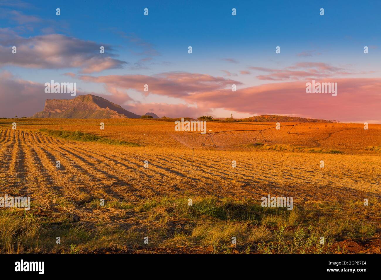 Sugar cane field mauritius hi-res stock photography and images - Alamy