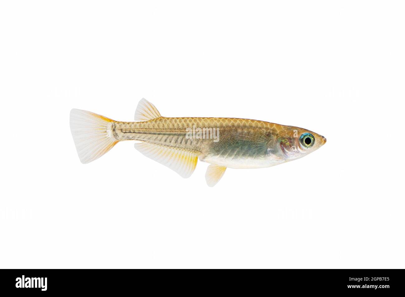 Killifish High Resolution Stock Photography and Images - Alamy