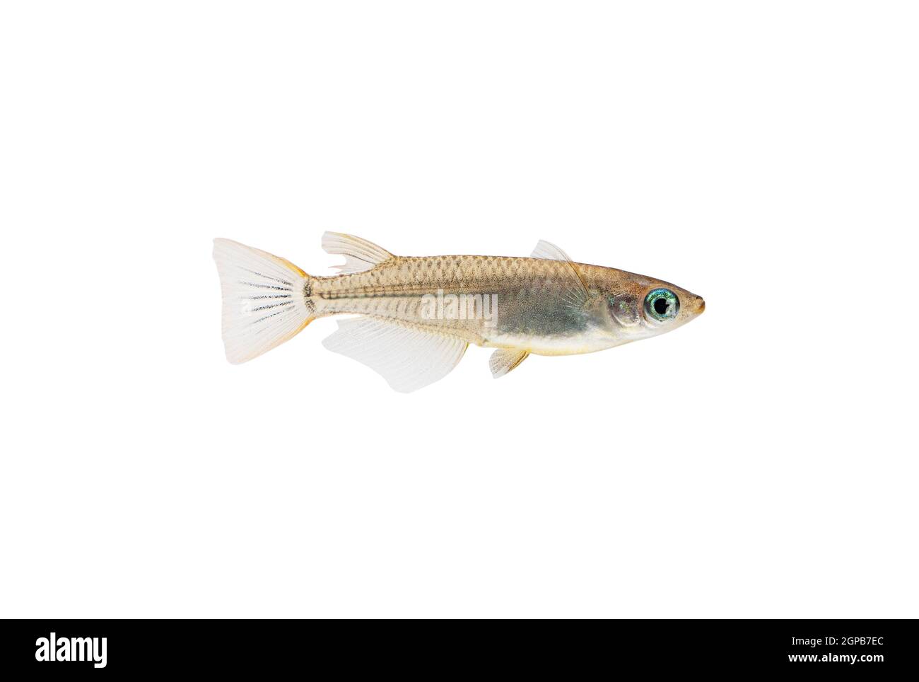 Japanese killifish on white background. Clipped image Stock Photo - Alamy