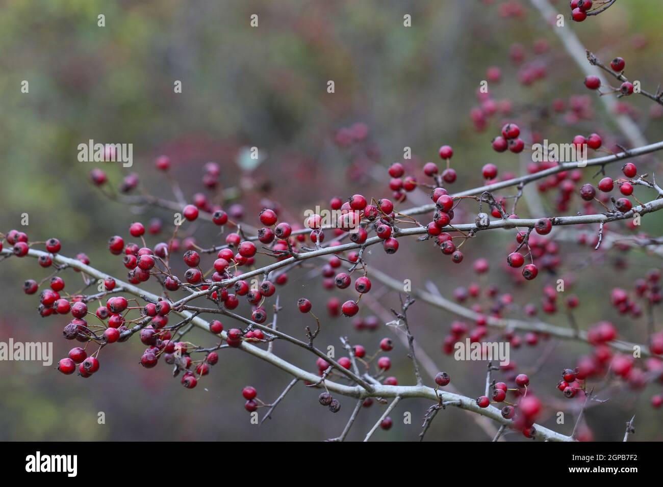 Hawthorn bush with red fruits in autumn Stock Photo - Alamy