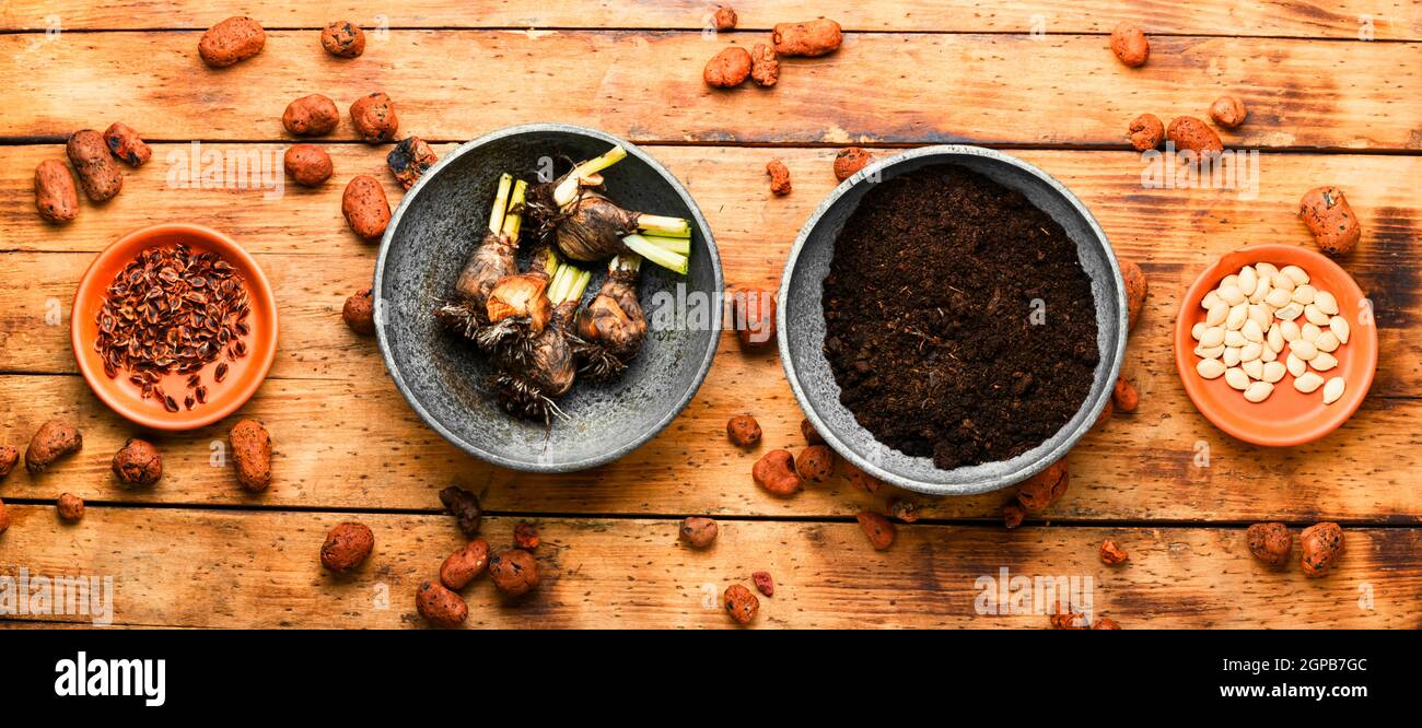 Set of plant seeds,bulbs,pots and gardening tools.Planting seedlings ...