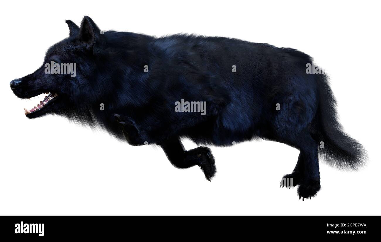 Stalking Black Wolf