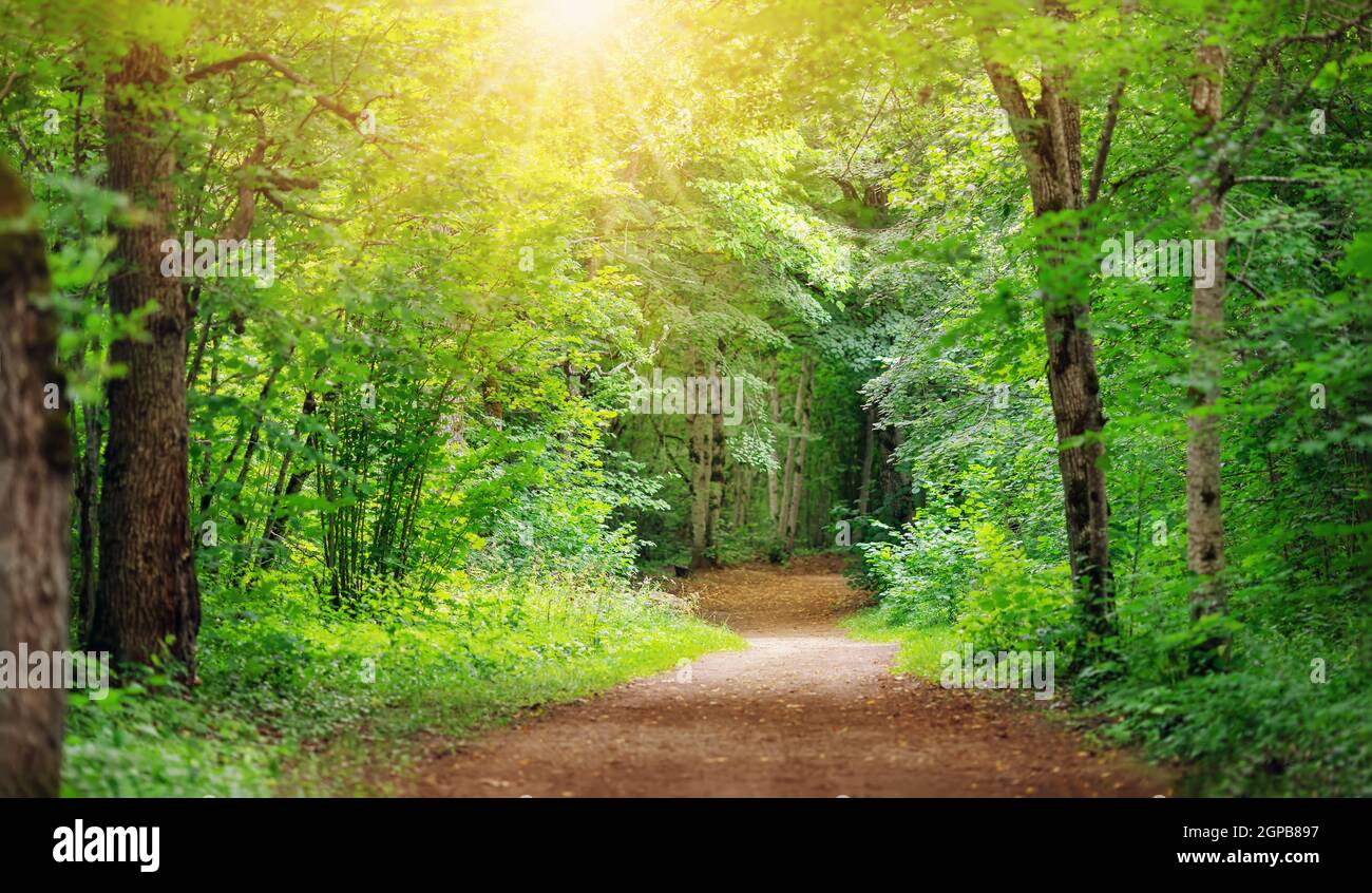 Mysterious pathway in the deciduous park area in summer. Beautiful road ...