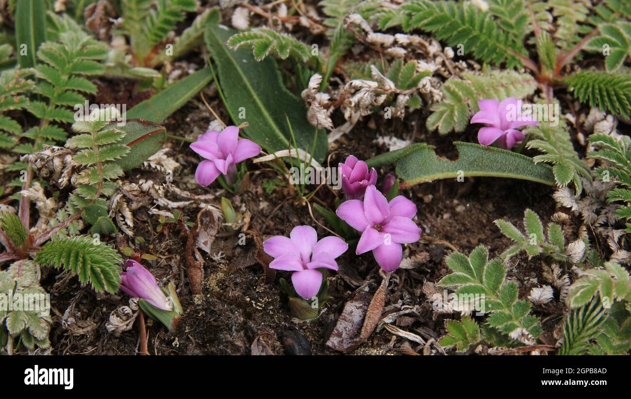 Little pink flowers growing high up in the Himalayas Stock Photo - Alamy