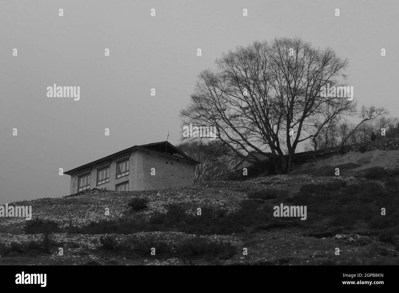 Wind blown tree Black and White Stock Photos & Images - Alamy