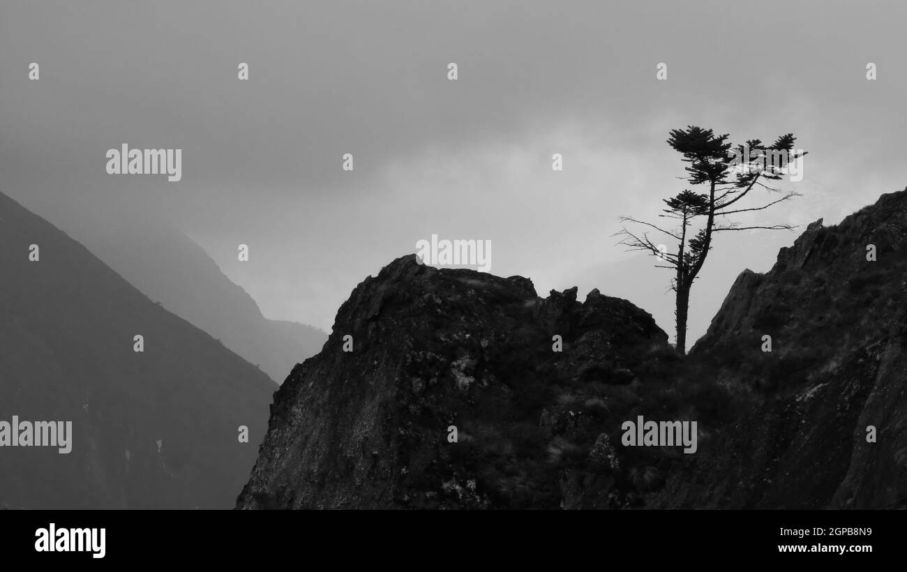 Wind blown tree Black and White Stock Photos & Images - Alamy