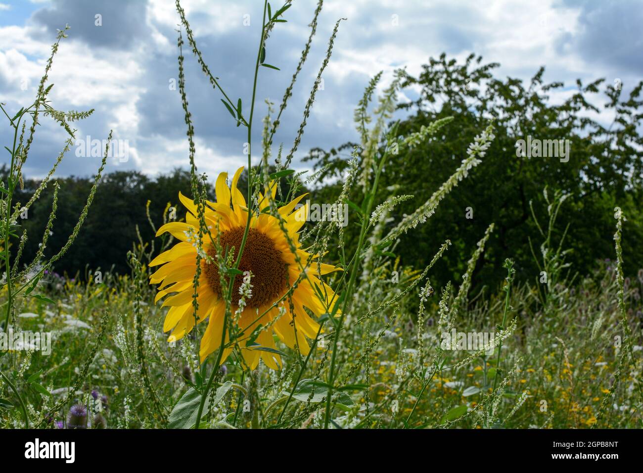A large sunflower behind tall plants with trees and sky Stock Photo - Alamy